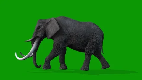 3D Elephant Walking From Left Side on Gr... | Stock Video | Pond5
