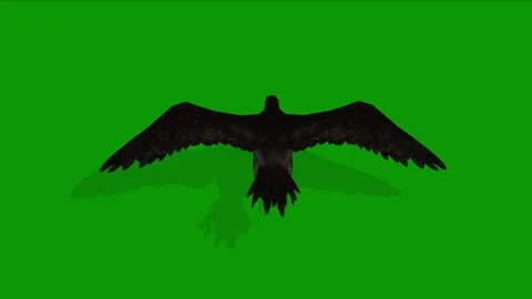 3D Falcon Flying back Bird Animation on ... | Stock Video | Pond5
