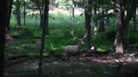 A 3D fallow dear decoy target set up in ... | Stock Video | Pond5