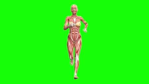 3D female muscles anatomy running on gre... | Stock Video | Pond5