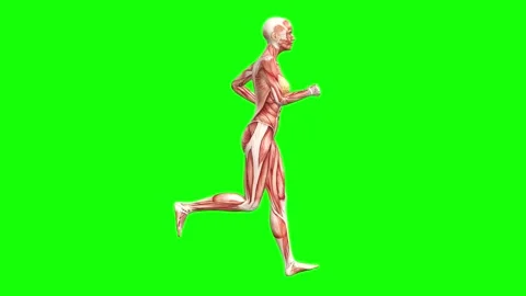 3D female muscles anatomy running on gre... | Stock Video | Pond5