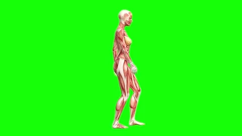 3D female muscles anatomy walking on gre... | Stock Video | Pond5