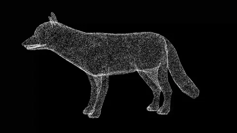 3D fox rotates on black bg. Wild animals... | Stock Video | Pond5