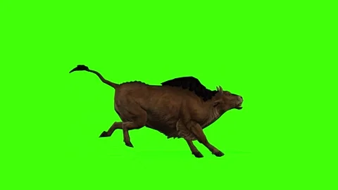 Greenscreen Bison Stock Footage ~ Royalty Free Stock Videos | Pond5