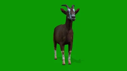 3D Goat idle Animation Right Side on Gre... | Stock Video | Pond5