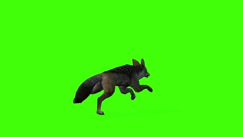 3D Golden jackal fast running with a bac... | Stock Video | Pond5