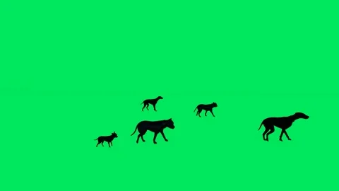 3d group of dogs on green screen isolate... | Stock Video | Pond5