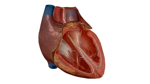3d heart turning animation , isolated wh... | Stock Video | Pond5