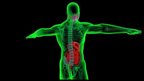 3D hologram of human body | Stock Video | Pond5