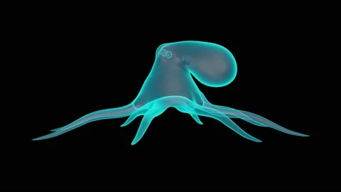 A 3D Holograph of Octopus in X-ray rende... | Stock Video | Pond5