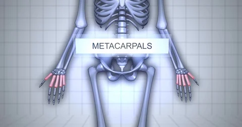 3D Human Anatomy Skeleton Visualization ... | Stock Video | Pond5