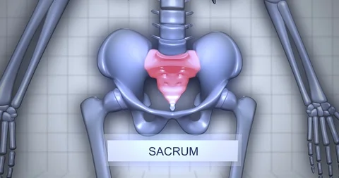 3D Human Anatomy Skeleton Visualization ... | Stock Video | Pond5