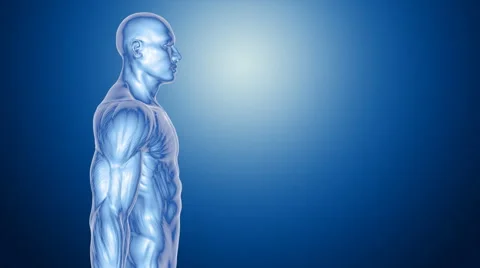 3D Human Body Stock Video Footage | Royalty Free 3D Human Body Videos ...