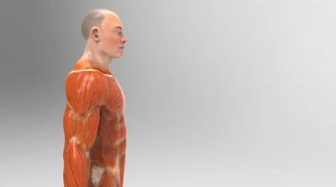 3D human body Anatomy | Stock Video | Pond5