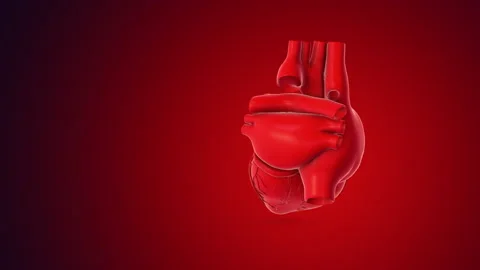 3D human heart rotation animation | Stock Video | Pond5