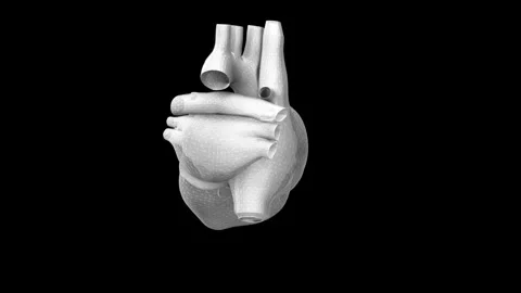 3D human heart rotation animation video ... | Stock Video | Pond5