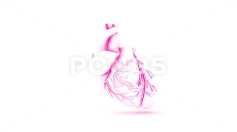 3D human heart rotation animation Illustration #172564852