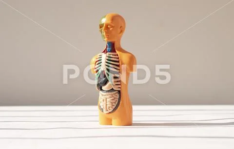 3d human model with inner organs inside. Medical anatomical concept ...