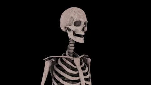 3D Human Skeleton Animation Featuring Sk... | Stock Video | Pond5