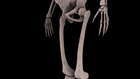 3D Human Skeleton Animation with Knee Jo... | Stock Video | Pond5