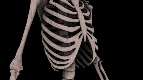 3D Human Skeleton Animation with Rib Cag... | Stock Video | Pond5