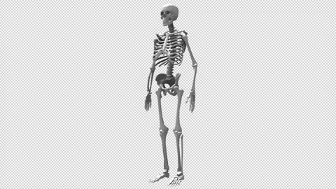 3d human skeleton rotating in a seamless... | Stock Video | Pond5