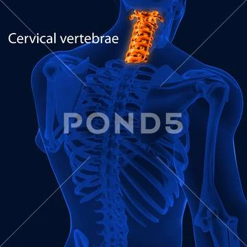 3D Illustration Cervical vertebrae human skeleton medical concept ...