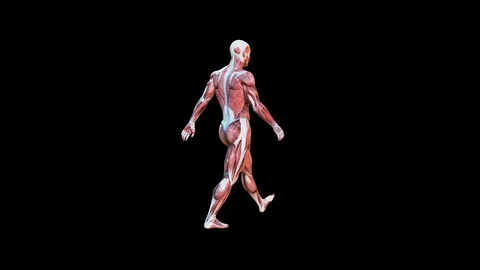 3d Illustration Human body muscle map Wa... | Stock Video | Pond5