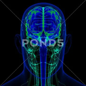 3D Illustration Human Brain With Circulatory System Anatomy: Royalty ...