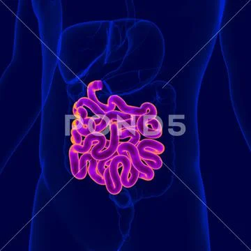 3D Illustration Human Digestive System Anatomy (Small Intestine) ~ Clip ...