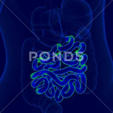 3D Illustration Human Digestive System Anatomy (Small Intestine ...