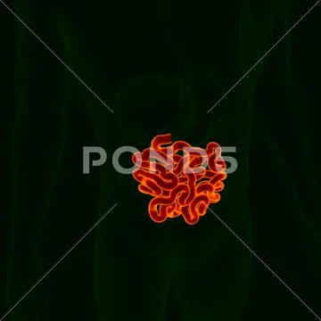 3D Illustration Human Digestive System Anatomy (Small Intestine ...
