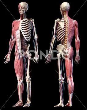 3d Illustration of Human full body skeleton with muscles, veins and ...