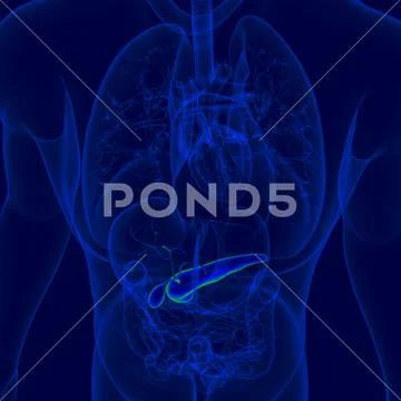 3D Illustration Human Gallbladder With Pancreas Anatomy: Graphic #129299897