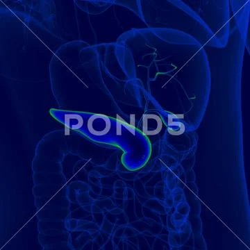 3D Illustration Human Gallbladder With Pancreas Anatomy Illustration ...