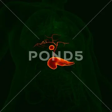 3D Illustration Human Gallbladder With Pancreas Anatomy Illustration ...