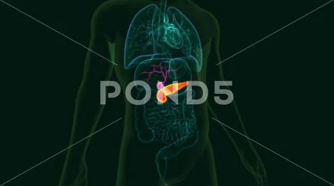 3D Illustration Human Gallbladder With pancreas Anatomy: Graphic #130021065
