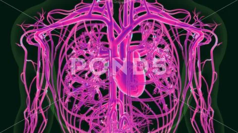 3D Illustration Human Heart Anatomy with Circulatory System ~ Clip Art ...