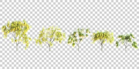 3d illustration of set Cassia fistula tree isolated on transparent background ~ Clip Art #270534527