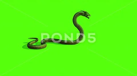 3d illustration - Snake on a Green Screen - background: Graphic #171284825