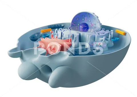 3d Illustration of Structure of a Human Cell Version 2: Graphic #284708505