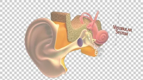 3D. Inner ear or internal ear 4K. Ultra ... | Stock Video | Pond5