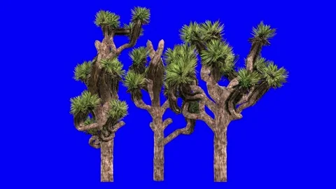 3D joshua tree cluster with wind effect ... | Stock Video | Pond5