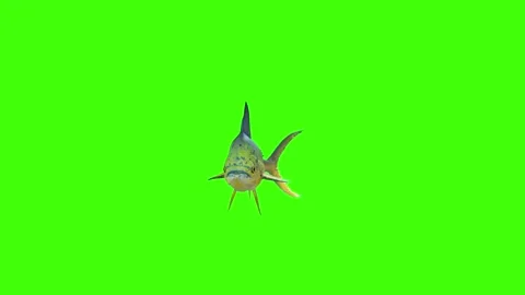 3D Mahi Mahi Fish swimming Animation chr... | Stock Video | Pond5