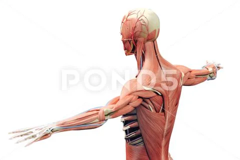 3d man render, anatomy showing skeleton and muscular system ...