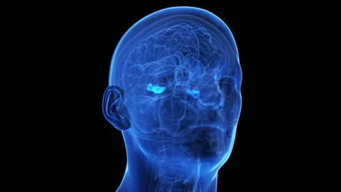 3d medical animation of an active hippoc... | Stock Video | Pond5