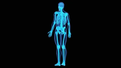 3d medical animation of the anatomical s... | Stock Video | Pond5