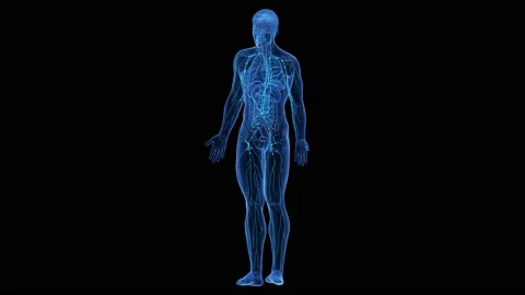 Lymphatic System 3D Stock Video Footage | Royalty Free Lymphatic System ...