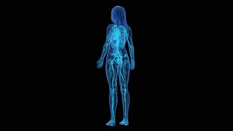 3d medical animation of the anatomical s... | Stock Video | Pond5