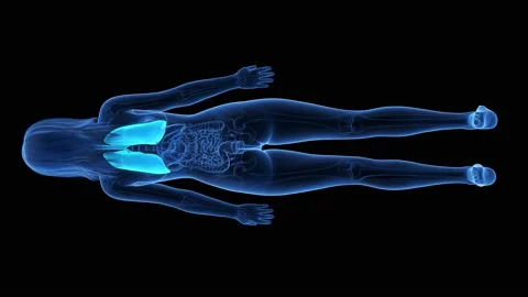 3d medical animation of the anatomical s... | Stock Video | Pond5